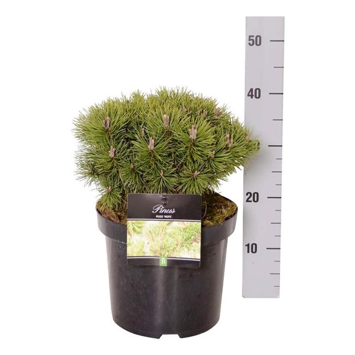Pinus mugo 'Mops' — Plant Wholesale FlorAccess