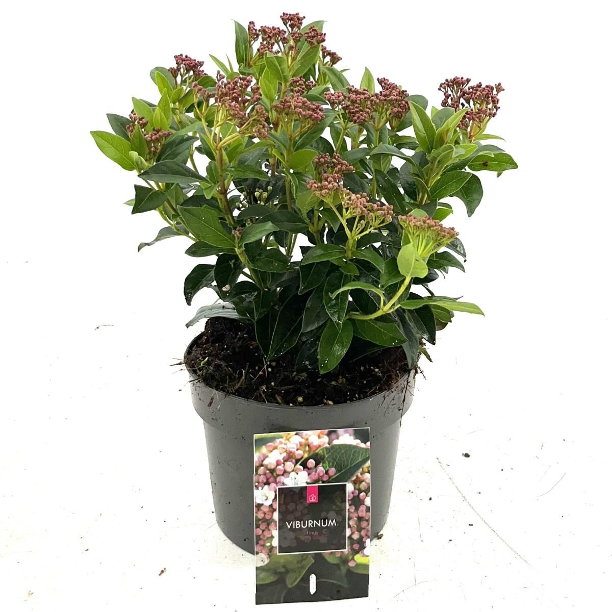 Viburnum tinus — Plant Wholesale FlorAccess