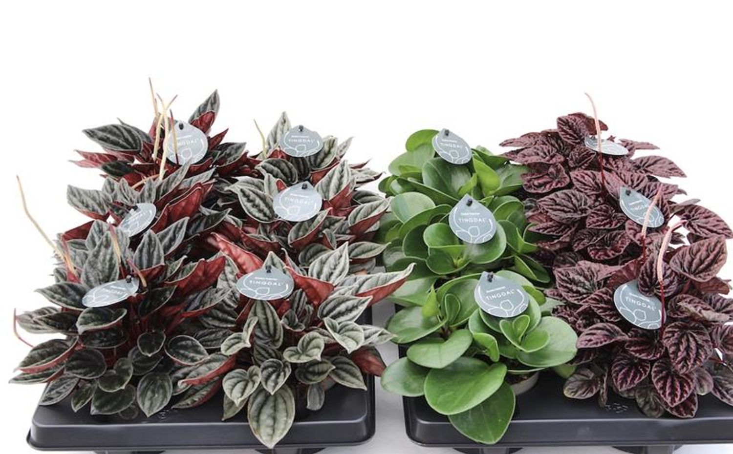 Peperomia MIX — Mayorista de plantas FlorAccess
