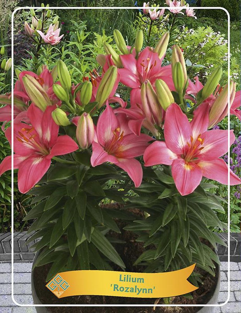 Lilium 'Rozalynn' — Рослини оптом FlorAccess