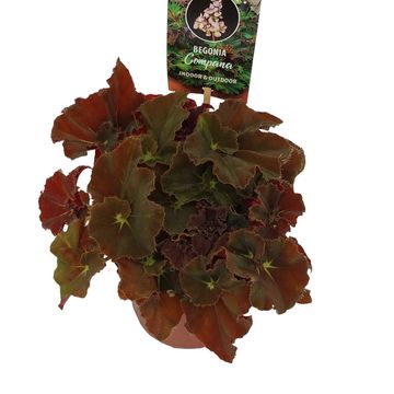 Begonia 'Lieke' — Plant Wholesale FlorAccess