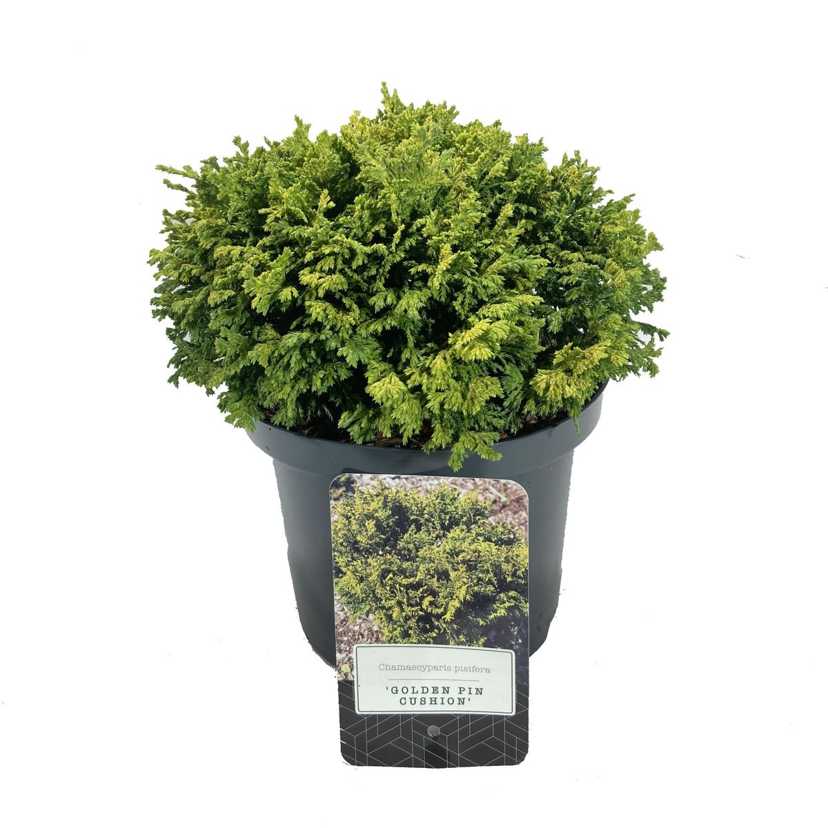 Chamaecyparis pisifera 'Golden Pincushion' — Plant Wholesale FlorAccess