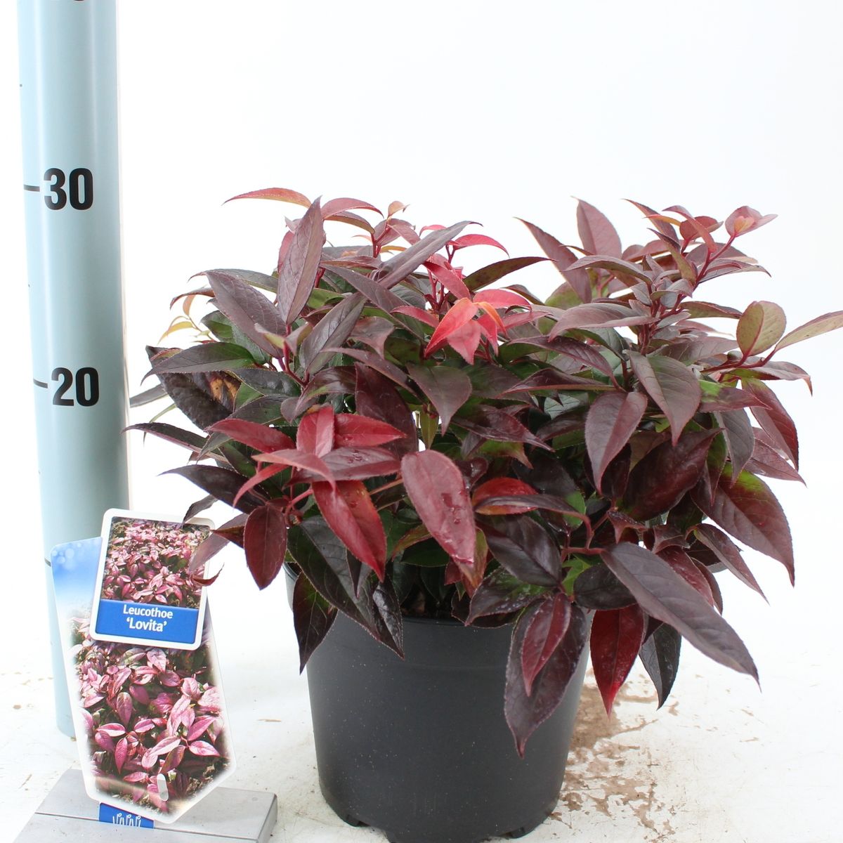 Leucothoe LOVITA — Plant Wholesale FlorAccess