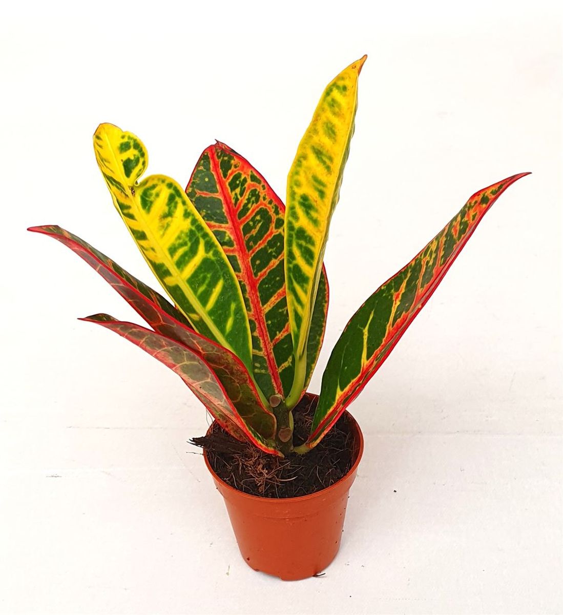 Codiaeum variegatum 'Petra' — Plant Wholesale FlorAccess