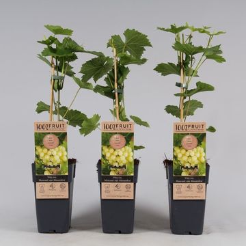 Vitis 'Muscat of Alexandria' — Plant Wholesale FlorAccess