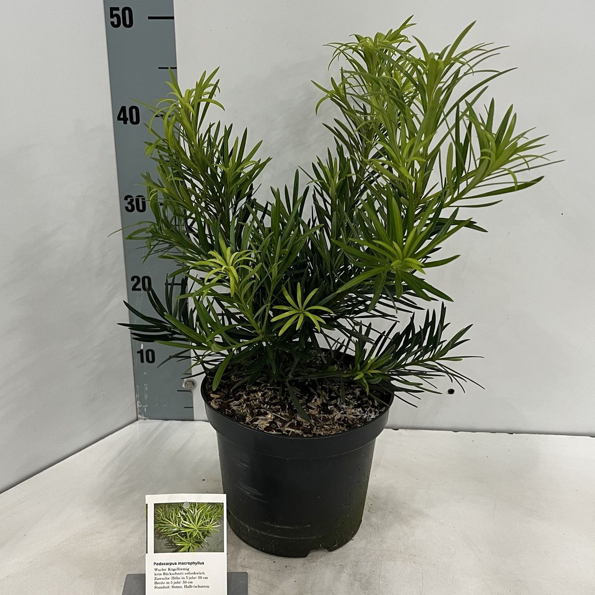 Podocarpus macrophyllus — Plant Wholesale FlorAccess