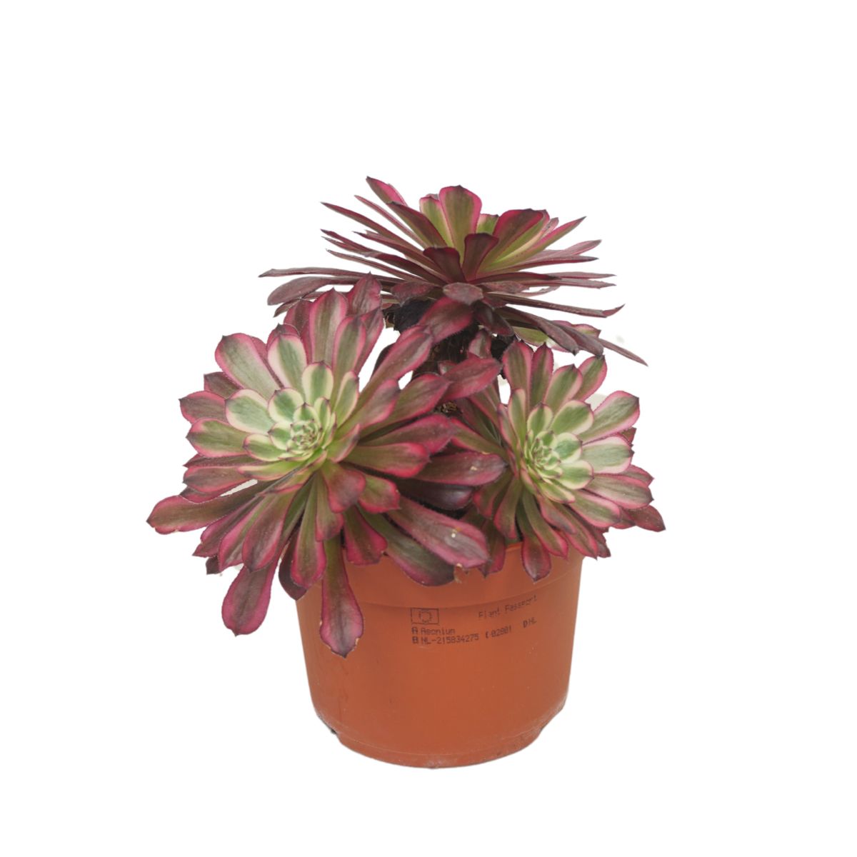 Aeonium 'Sunrise' — Plant Wholesale FlorAccess