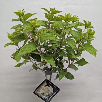 Hydrangea paniculata MOJITO — Toptan Bitki Satışı FlorAccess