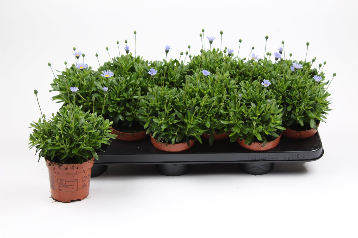 Felicia amelloides — Plant Wholesale FlorAccess