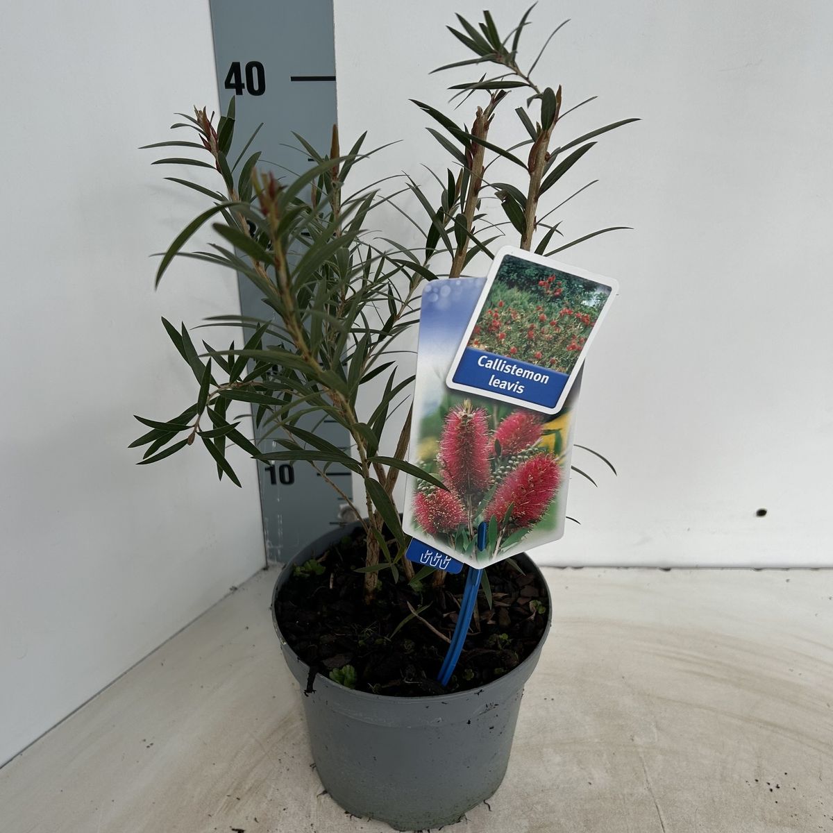 Callistemon laevis — Plant Wholesale FlorAccess