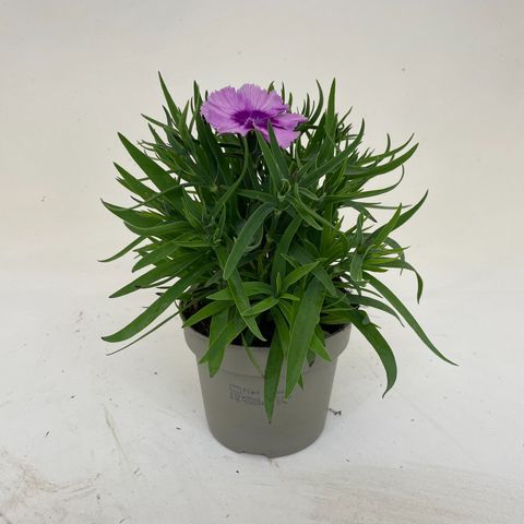 Dianthus 'Diana Lavender Picotee' — Plant Wholesale FlorAccess
