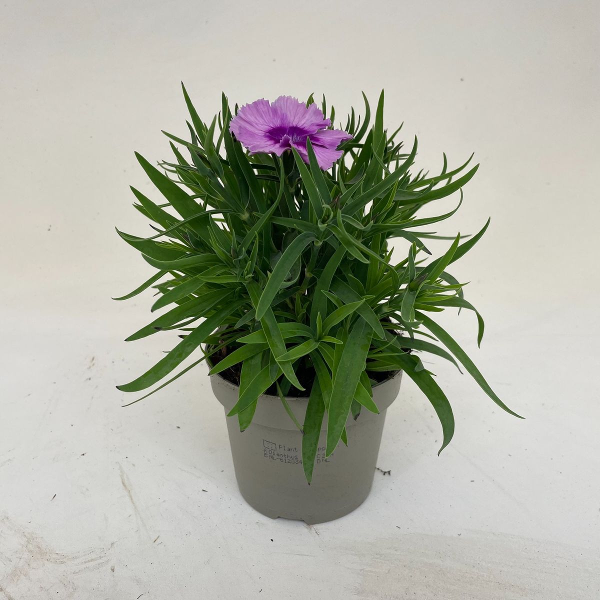 Dianthus 'Diana Lavender Picotee' — Plant Wholesale FlorAccess