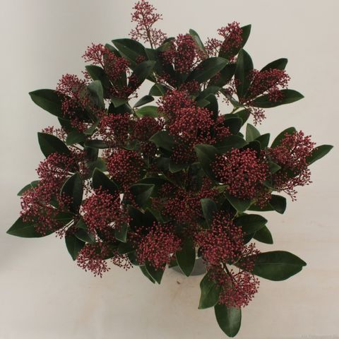 Skimmia japonica 'Rubella' — Plant Wholesale FlorAccess