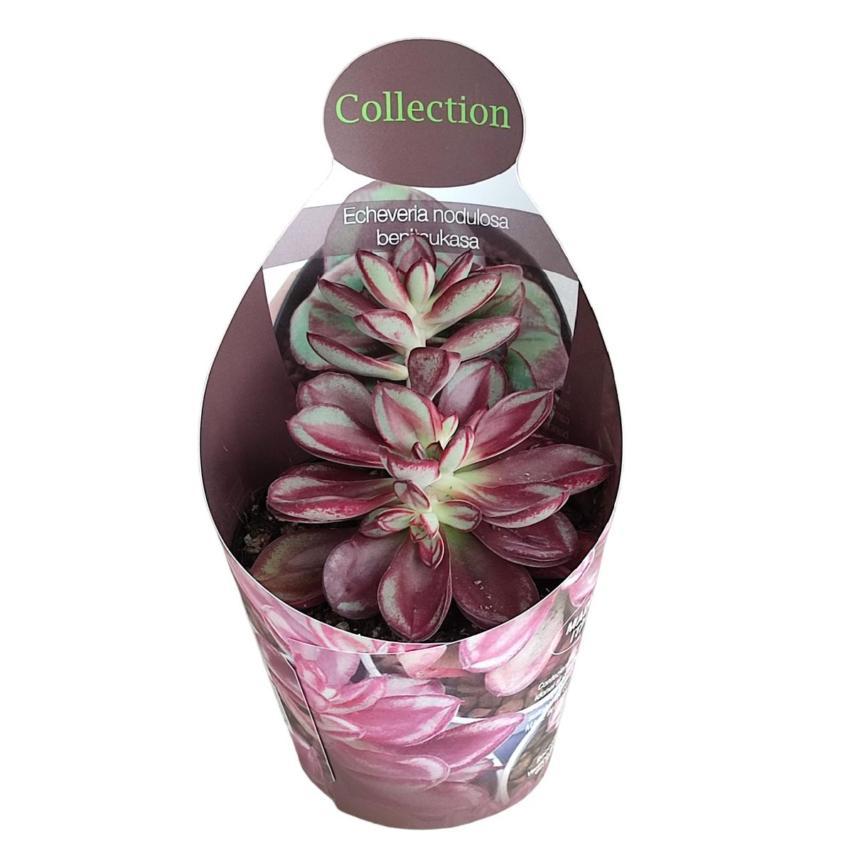 Echeveria nodulosa 'Maruba Beni-tsukasa' — Plant Wholesale FlorAccess