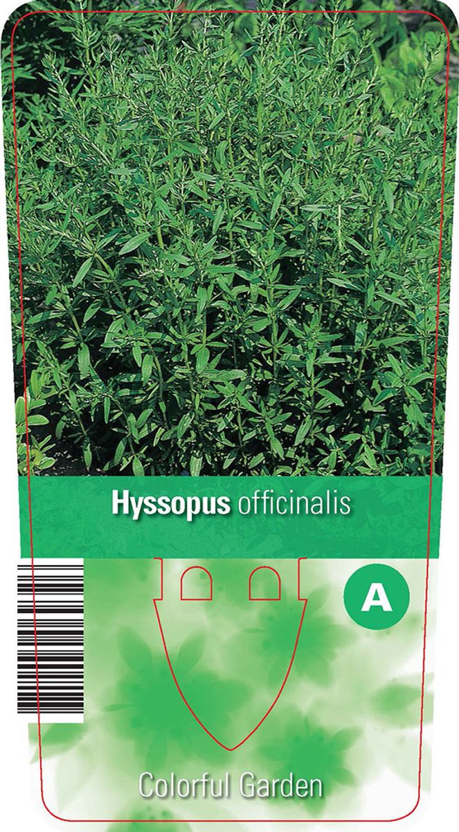 Hyssopus officinalis — Plant Wholesale FlorAccess