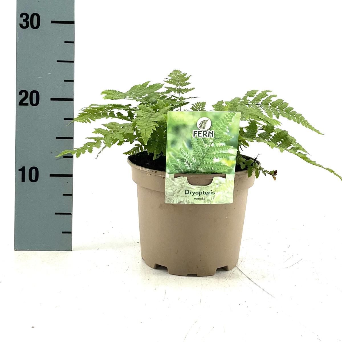 Dryopteris remota — Plant Wholesale FlorAccess