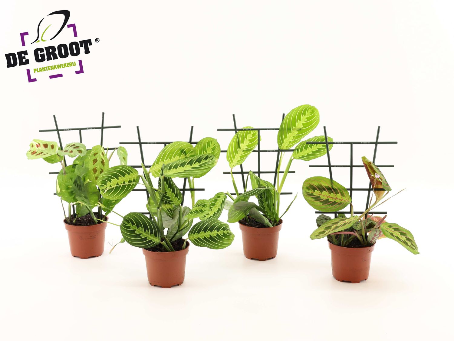 Maranta leuconeura MIX — Plant Wholesale FlorAccess