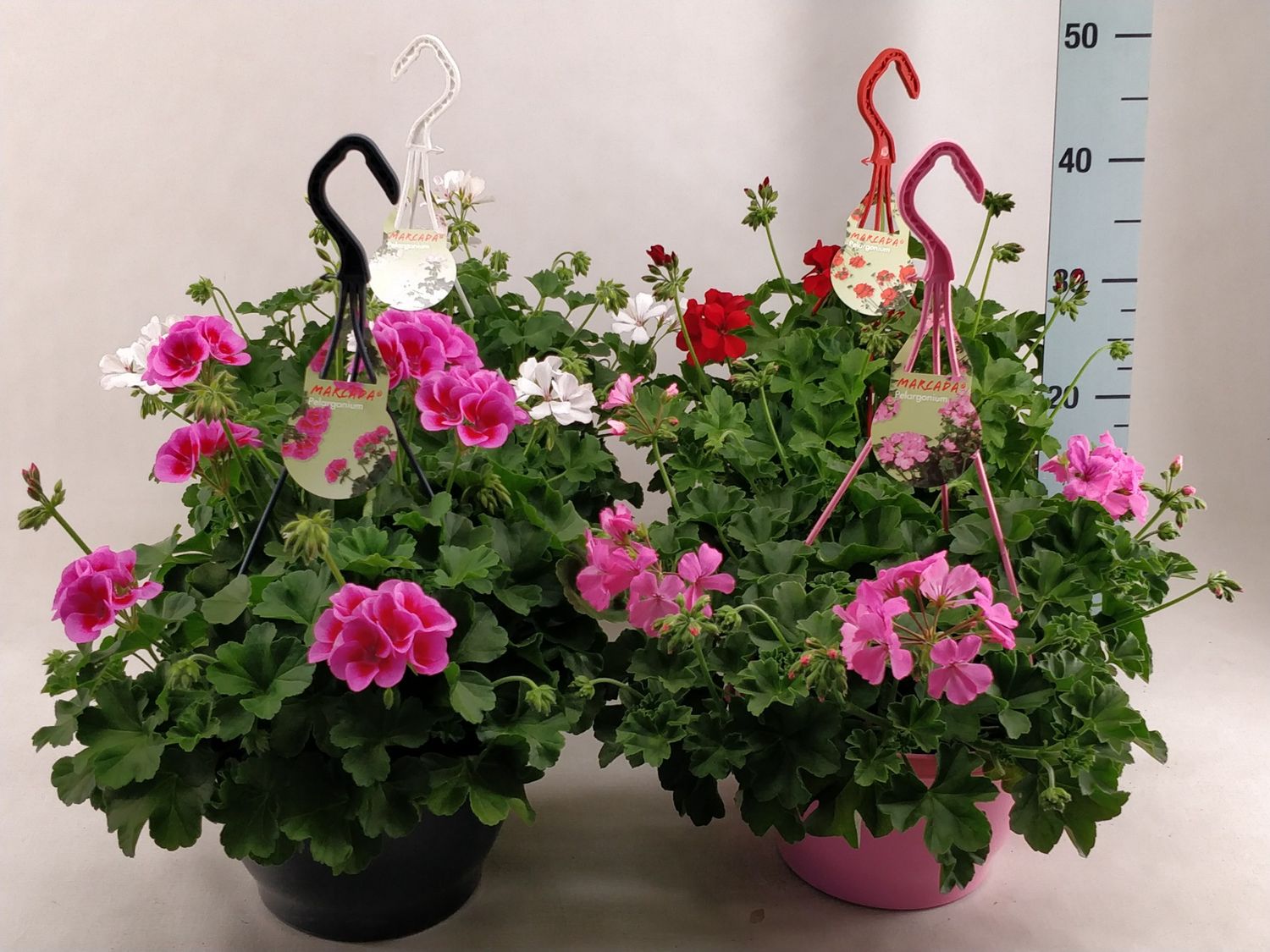 Pelargonium MARCADA MIX — Plant Wholesale FlorAccess
