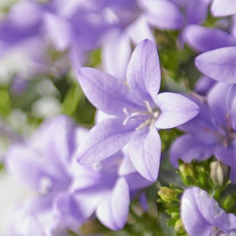 Campanula portenschlagiana 'Ambella Lavender' — Plant Wholesale FlorAccess