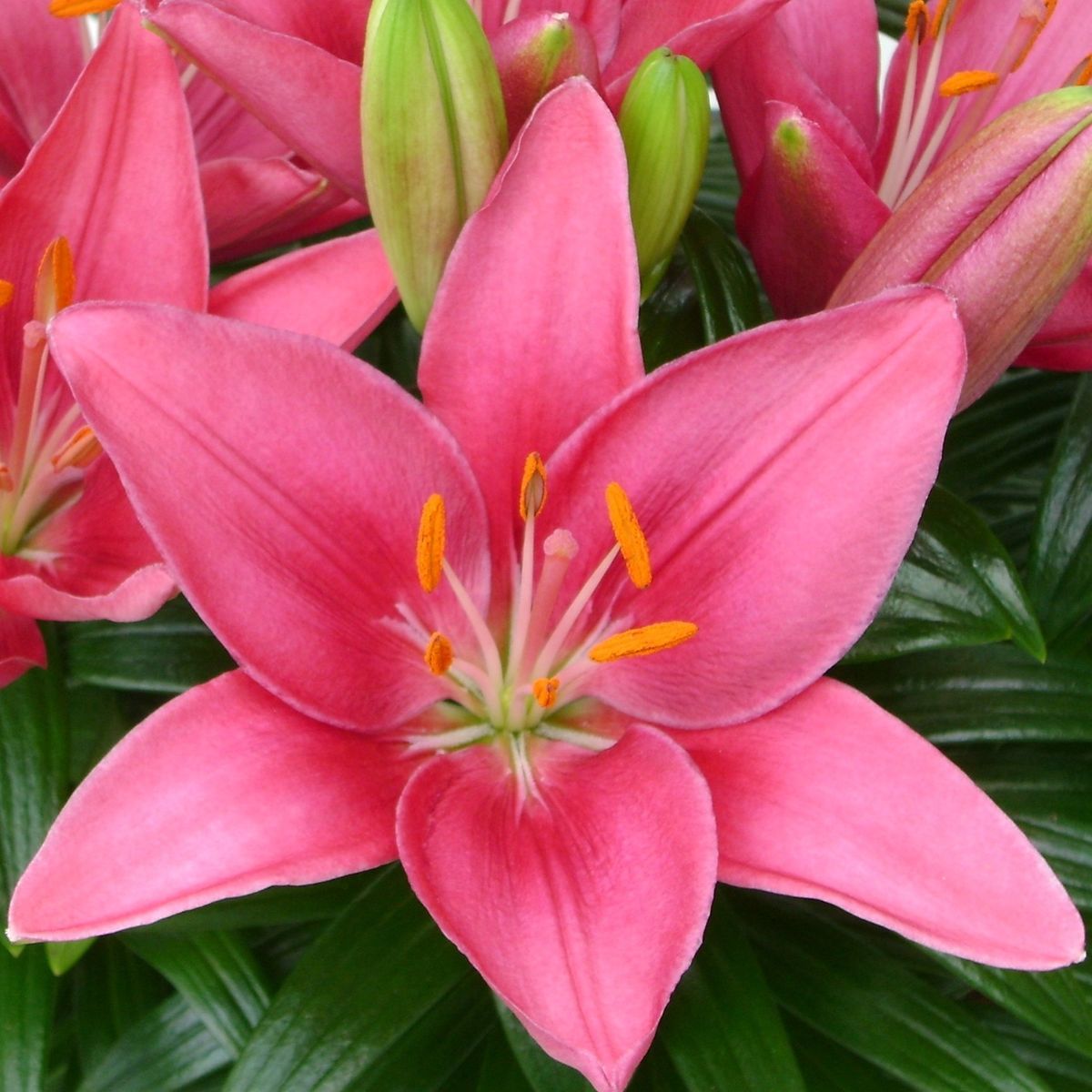 Lilium MIX — Plant Wholesale FlorAccess