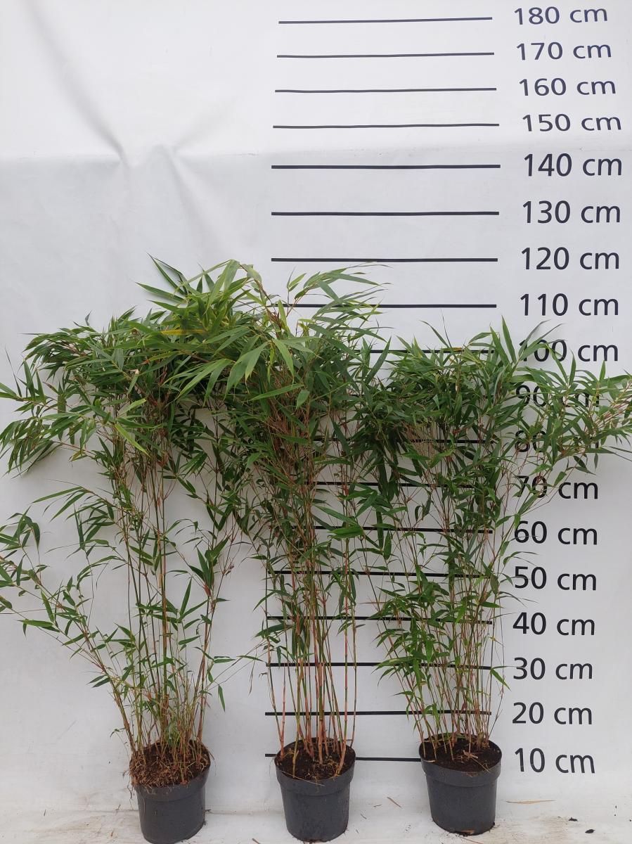 Fargesia murielae 'Rufa' — Plant Wholesale FlorAccess