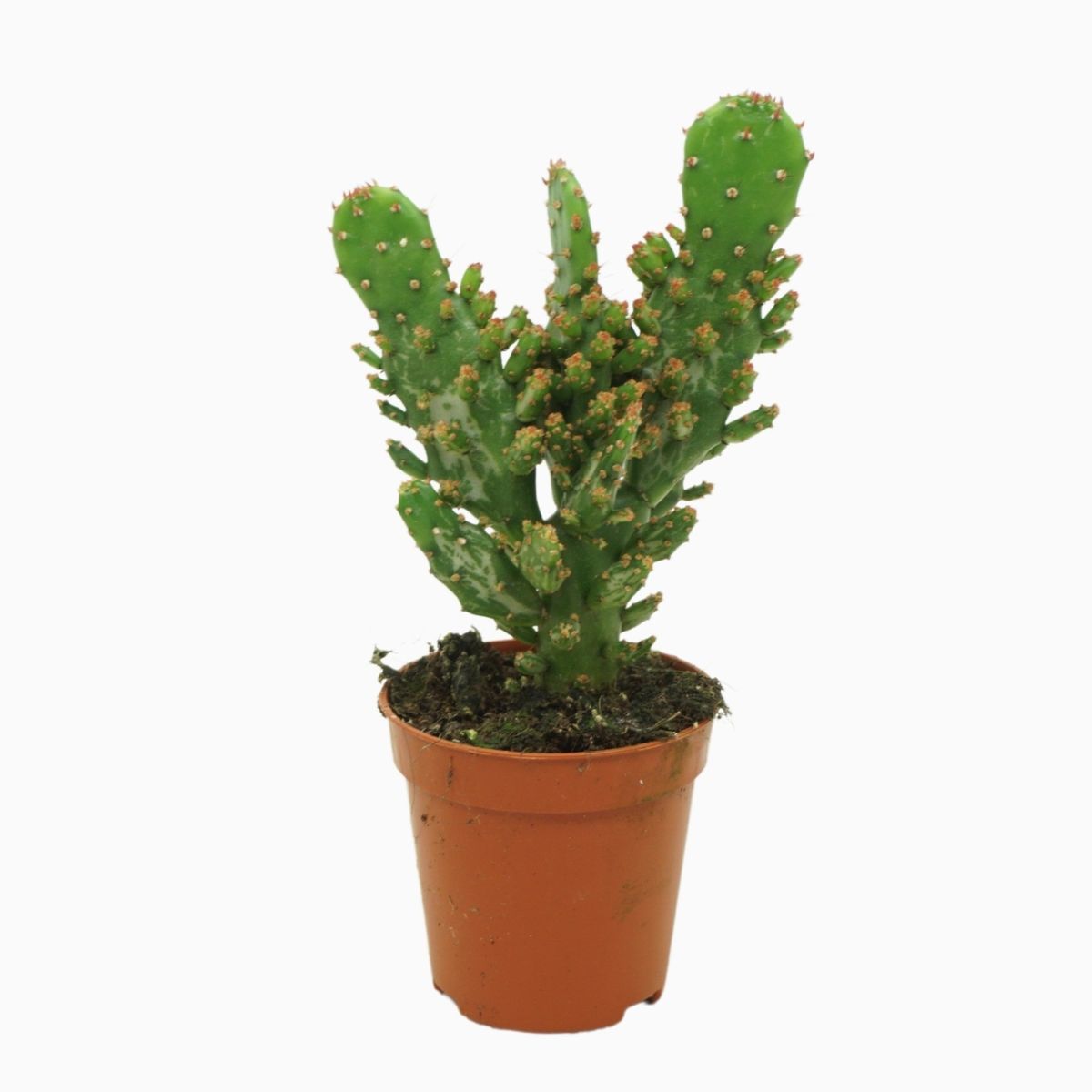 Opuntia tuna — Plant Wholesale FlorAccess