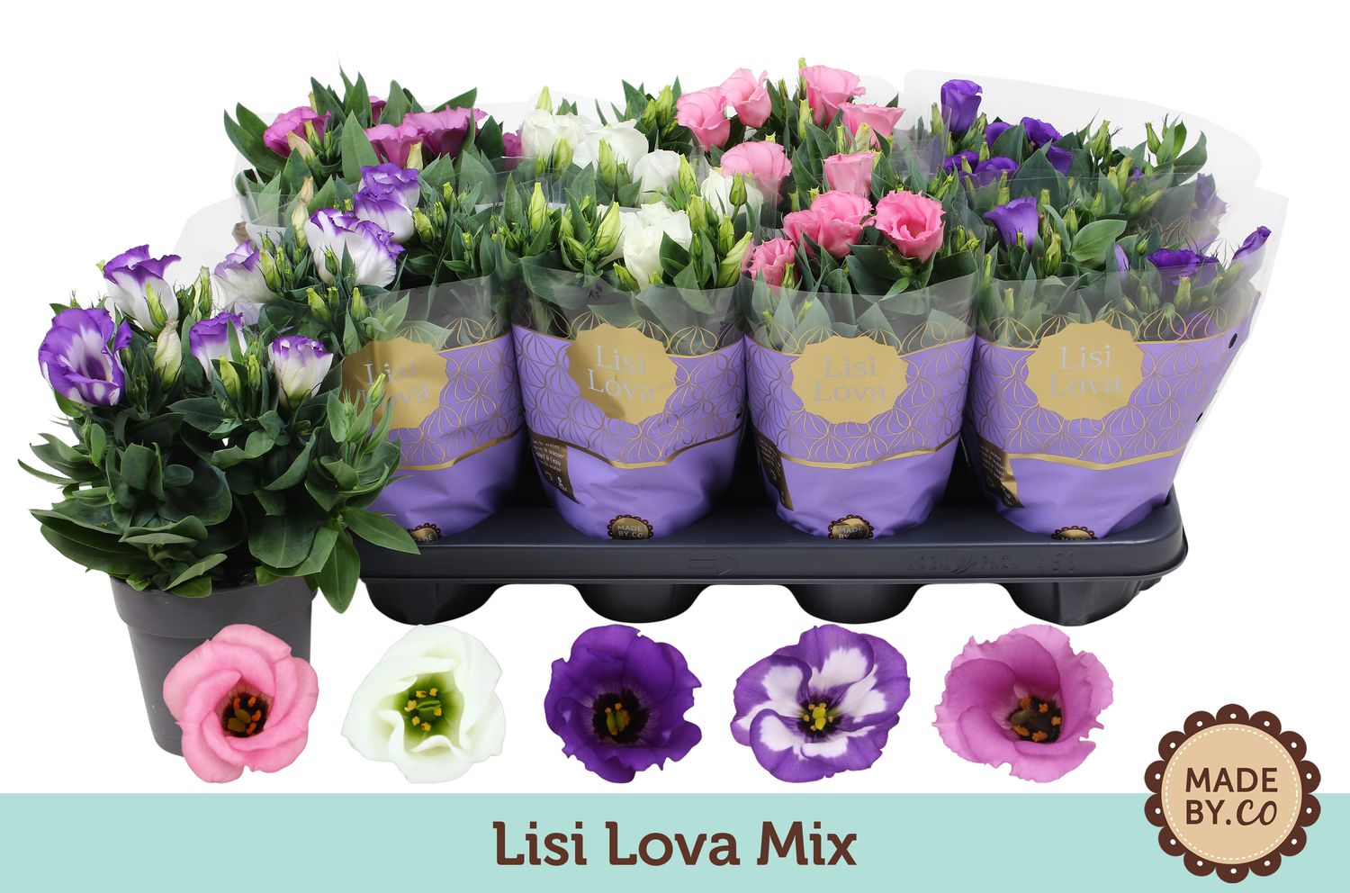 Eustoma MIX — Plant Wholesale FlorAccess
