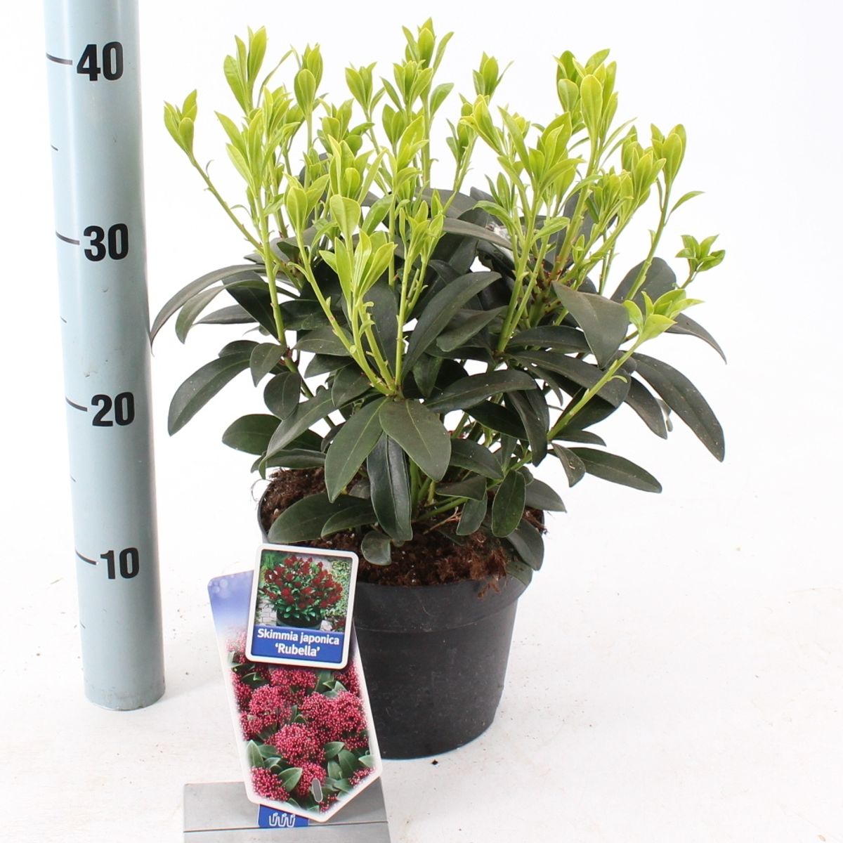 Skimmia japonica 'Rubella' — Plant Wholesale FlorAccess
