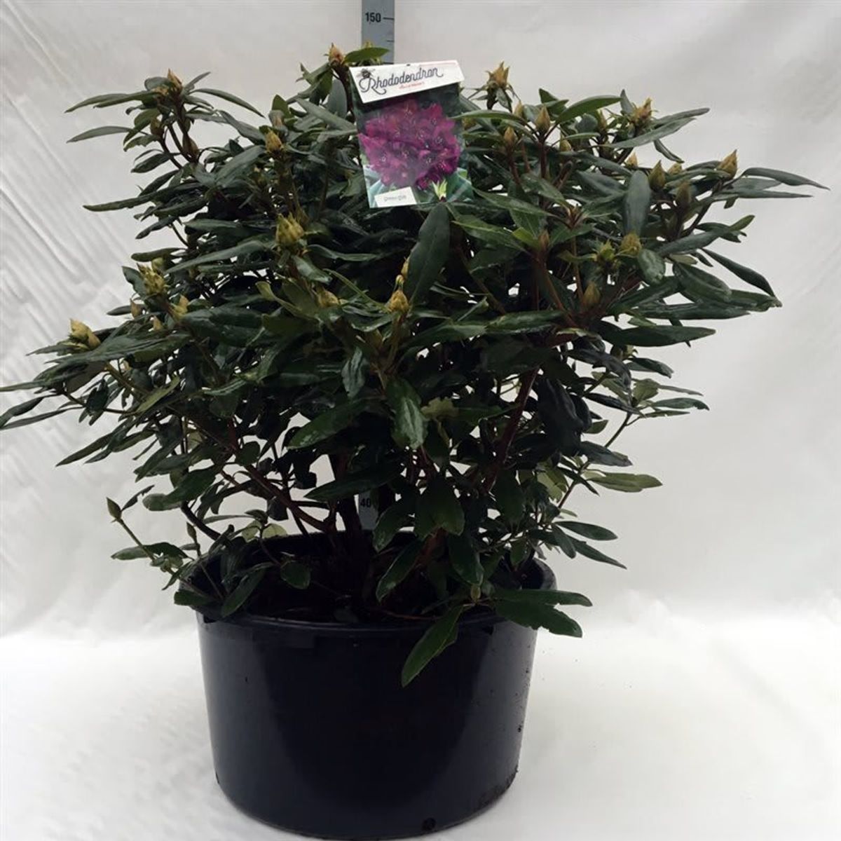 Rhododendron 'Marcel Menard' — Plant Wholesale FlorAccess