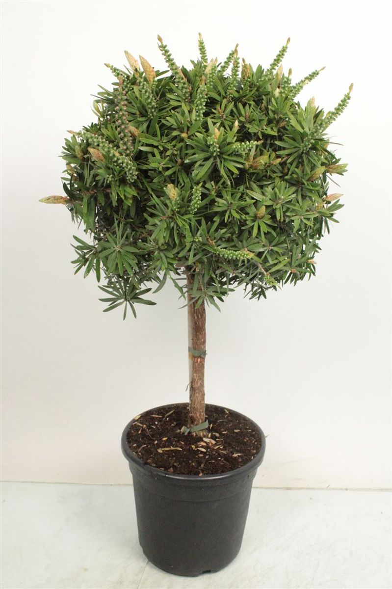Callistemon viminalis 'Captain Cook' — Plant Wholesale FlorAccess