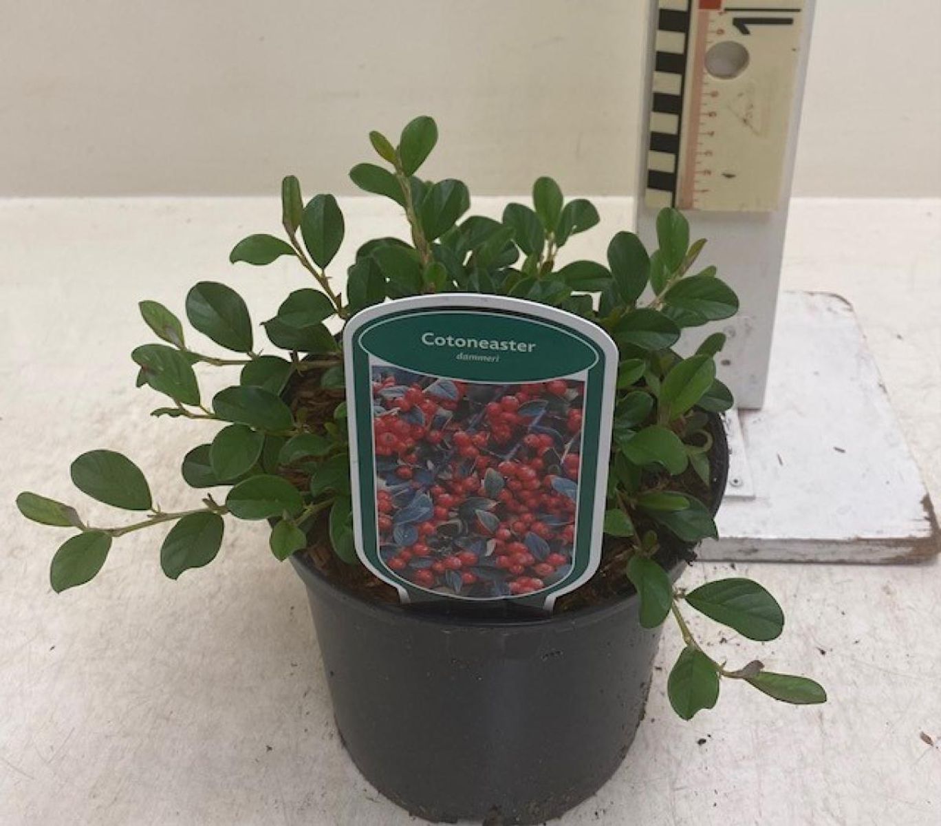 Cotoneaster dammeri — Plant Wholesale FlorAccess