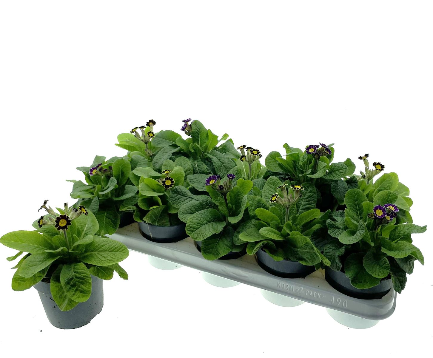 Primula veris LITTLE QUEEN MIX — Plant Wholesale FlorAccess