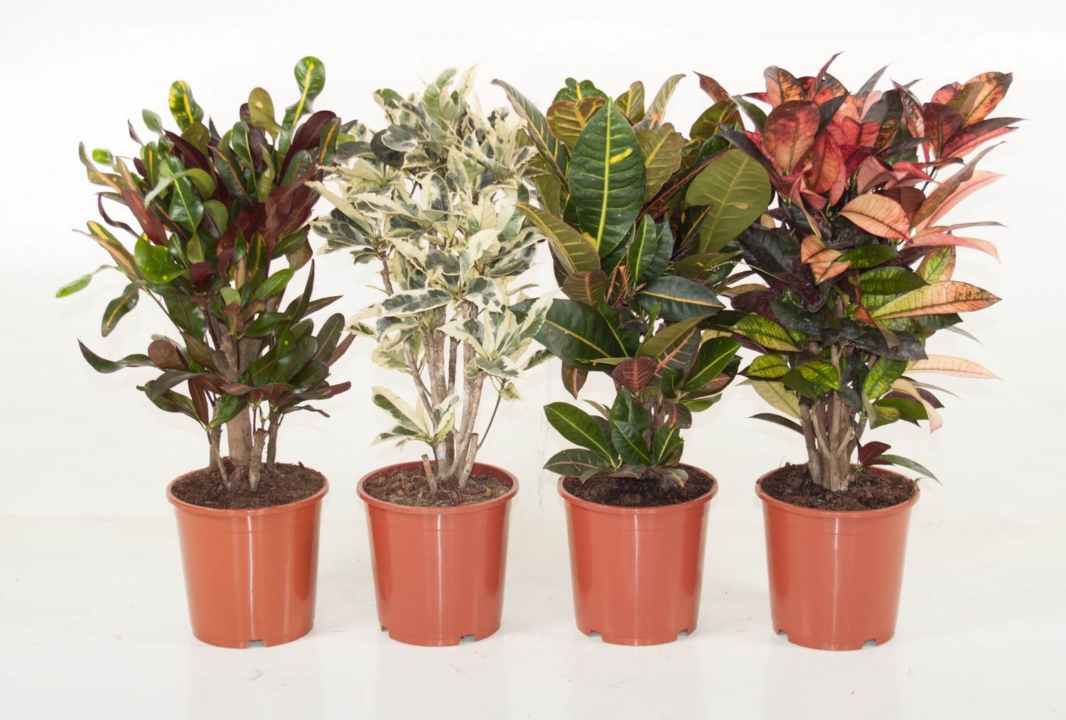 Codiaeum MIX — Plant Wholesale FlorAccess