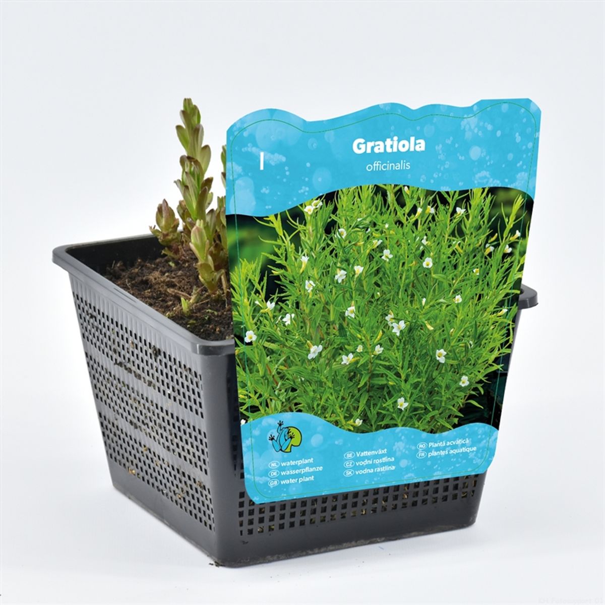 Gratiola officinalis — Plant Wholesale FlorAccess