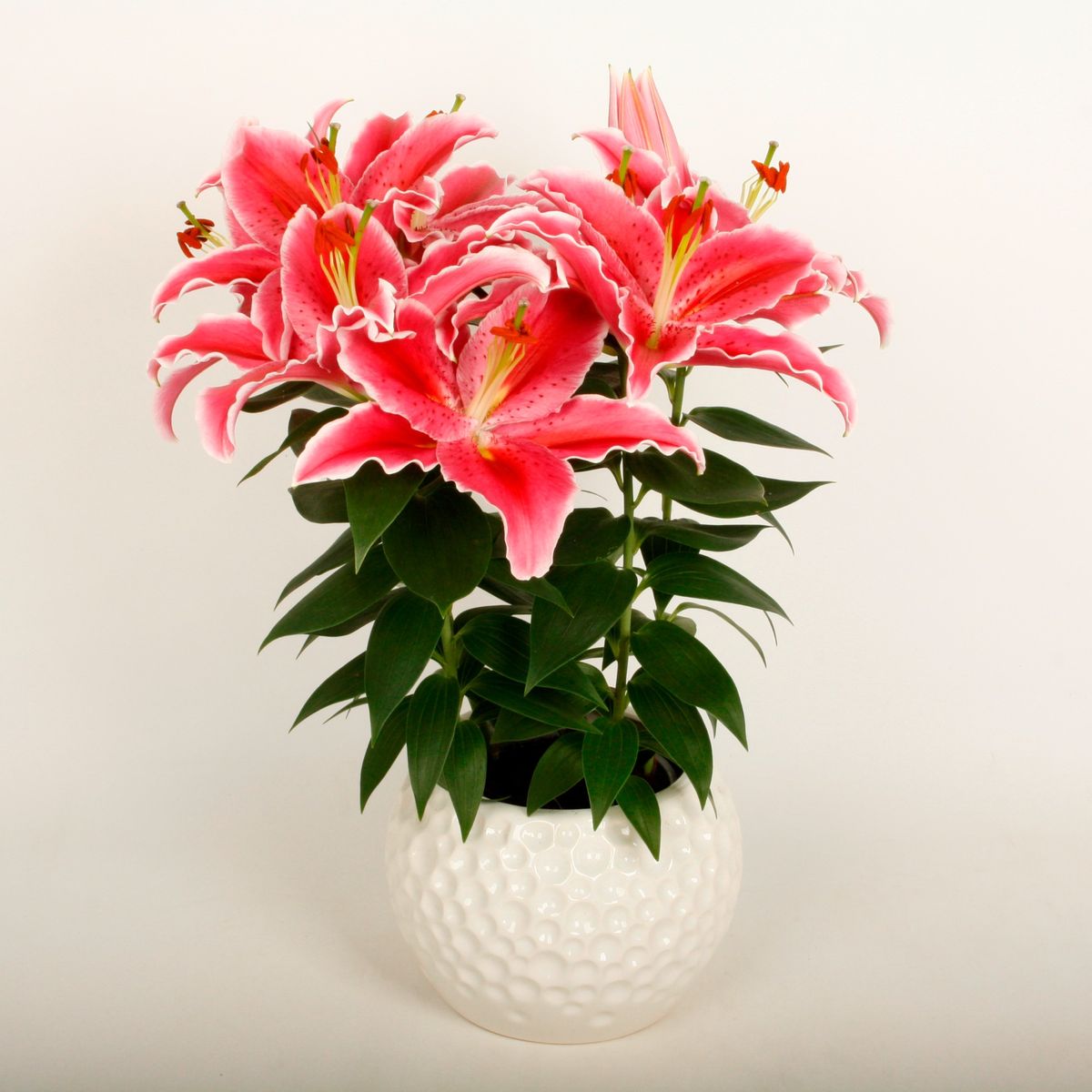 Lilium 'Sunny Martinique' — Grossiste en Plantes FlorAccess