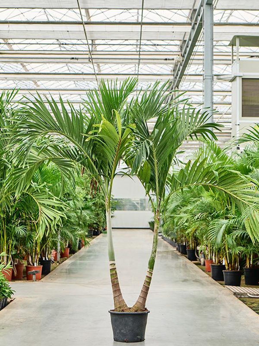 Adonidia merrillii — Plant Wholesale FlorAccess