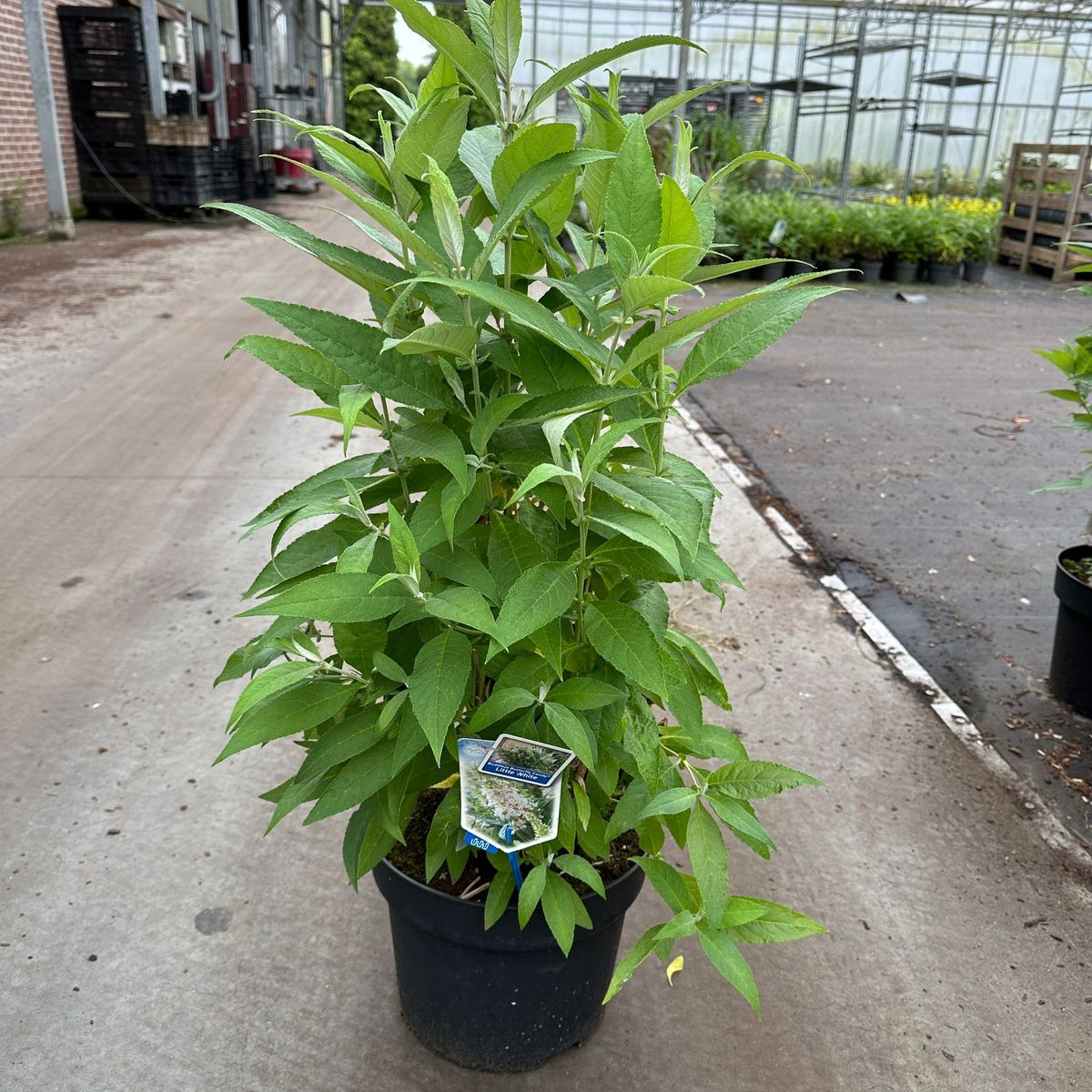 Buddleja davidii BUTTERFLY CANDY LITTLE WHITE — Plant Wholesale FlorAccess