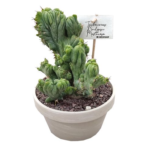 Trichocereus bridgesii cristata — Plant Wholesale FlorAccess