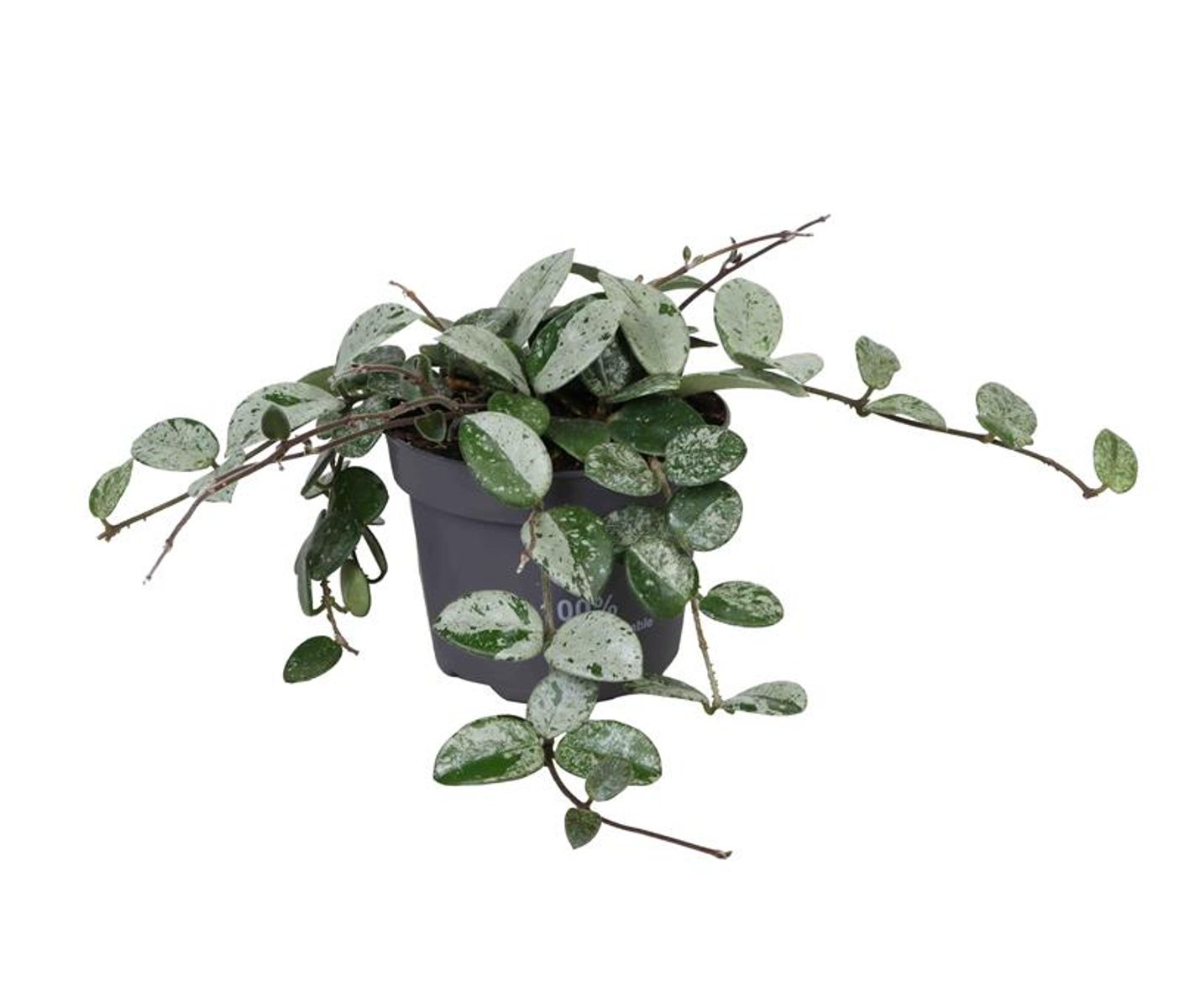 Hoya 'Mathilde Splash' — Plant Wholesale FlorAccess