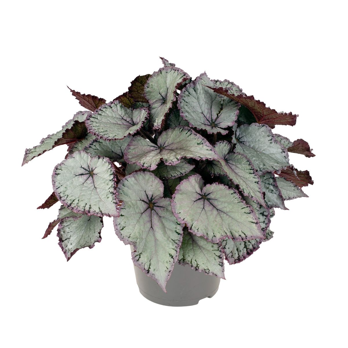 Begonia HAWAIIAN SILVER — Plant Wholesale FlorAccess