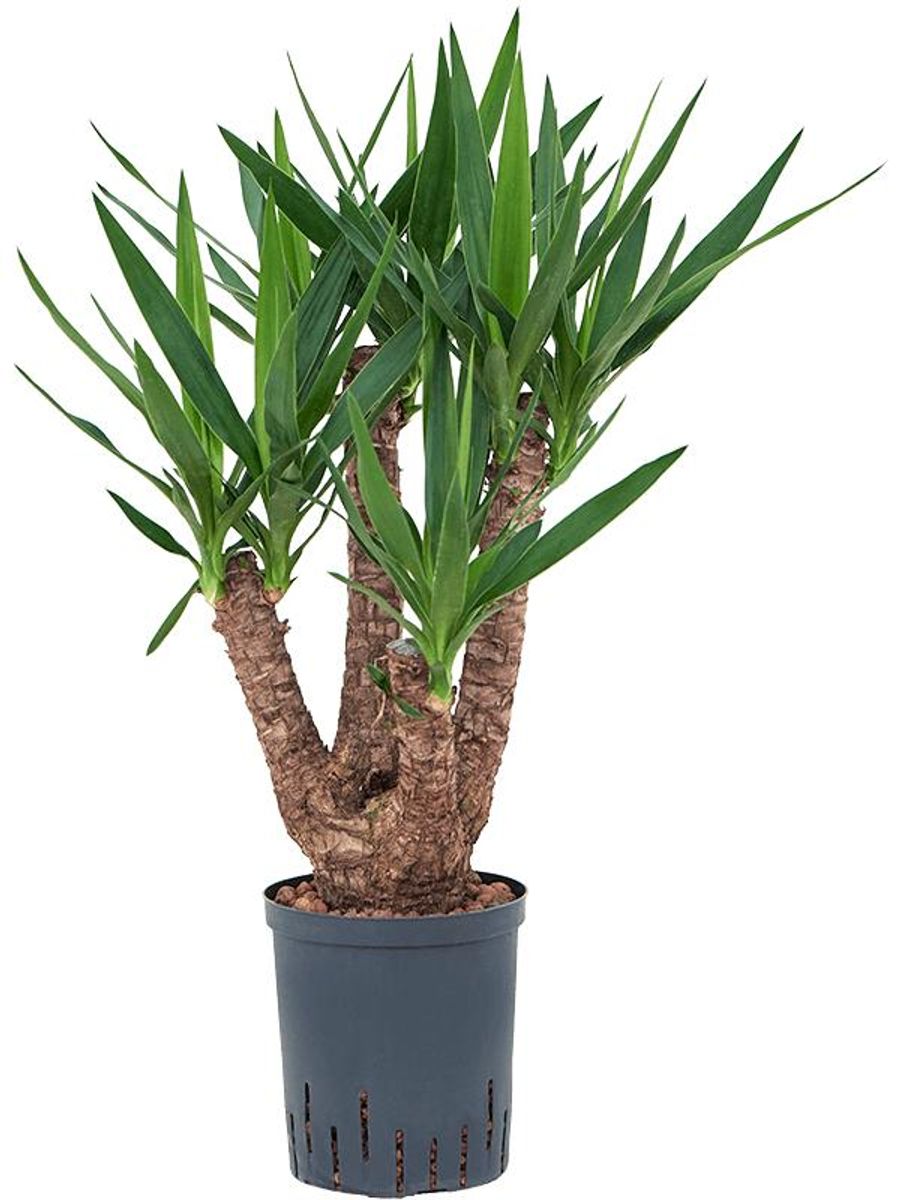 Yucca elephantipes — Plant Wholesale FlorAccess