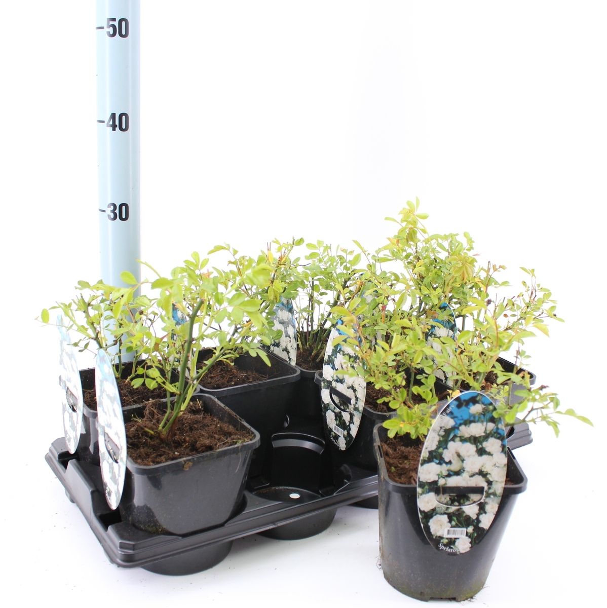 Rosa CRYSTAL FAIRY — Plant Wholesale FlorAccess