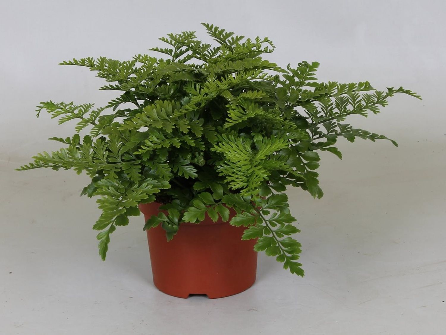 Asplenium 'Parvati' — Plant Wholesale FlorAccess