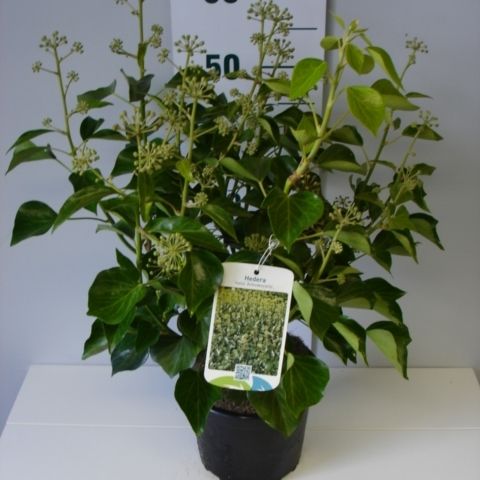 Hedera helix 'Arborescens' — Plant Wholesale FlorAccess