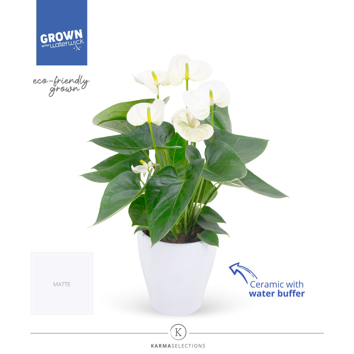 Anthurium KARMA WHITE — Plant Wholesale FlorAccess