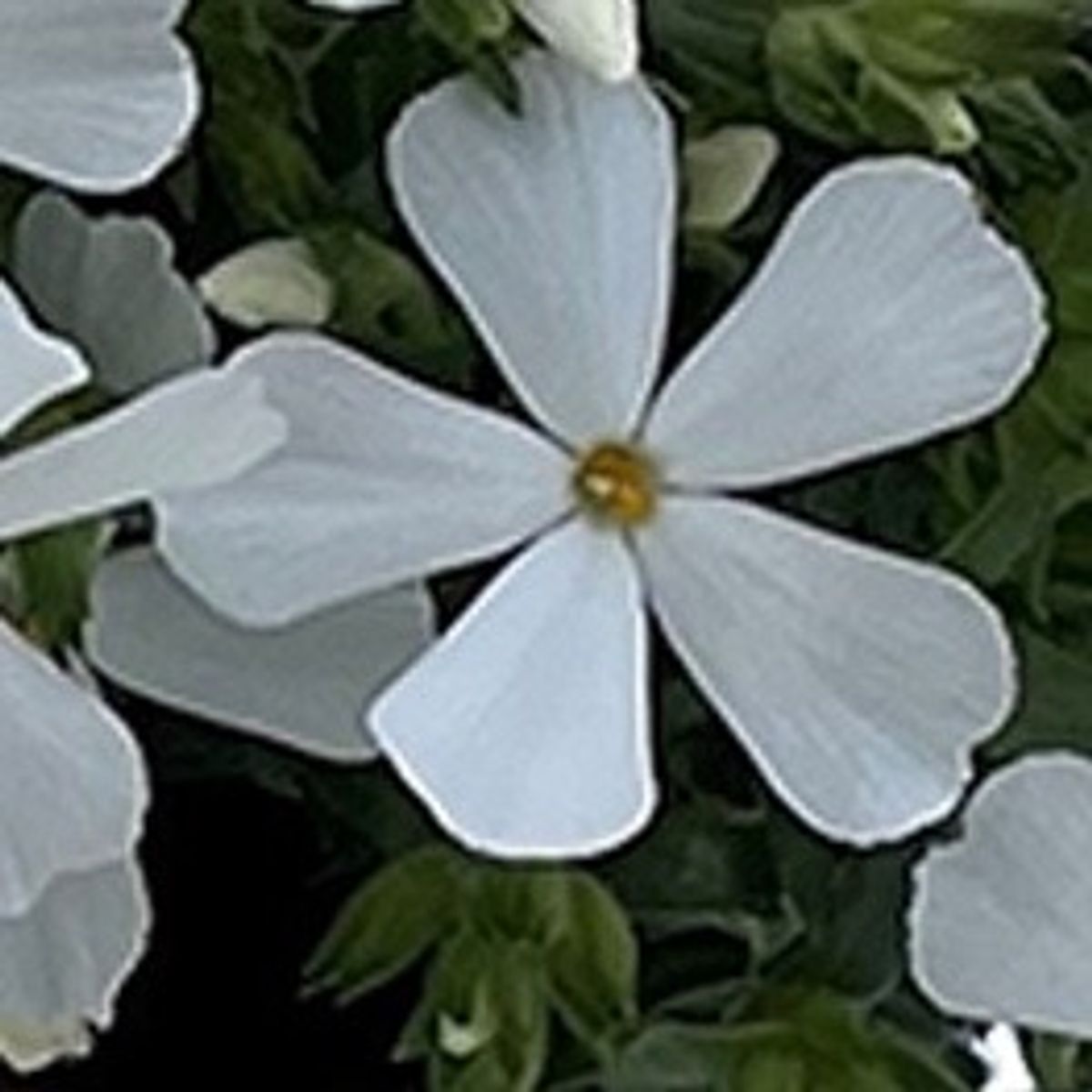 Phlox SUBULATA MIX — Plant Wholesale FlorAccess