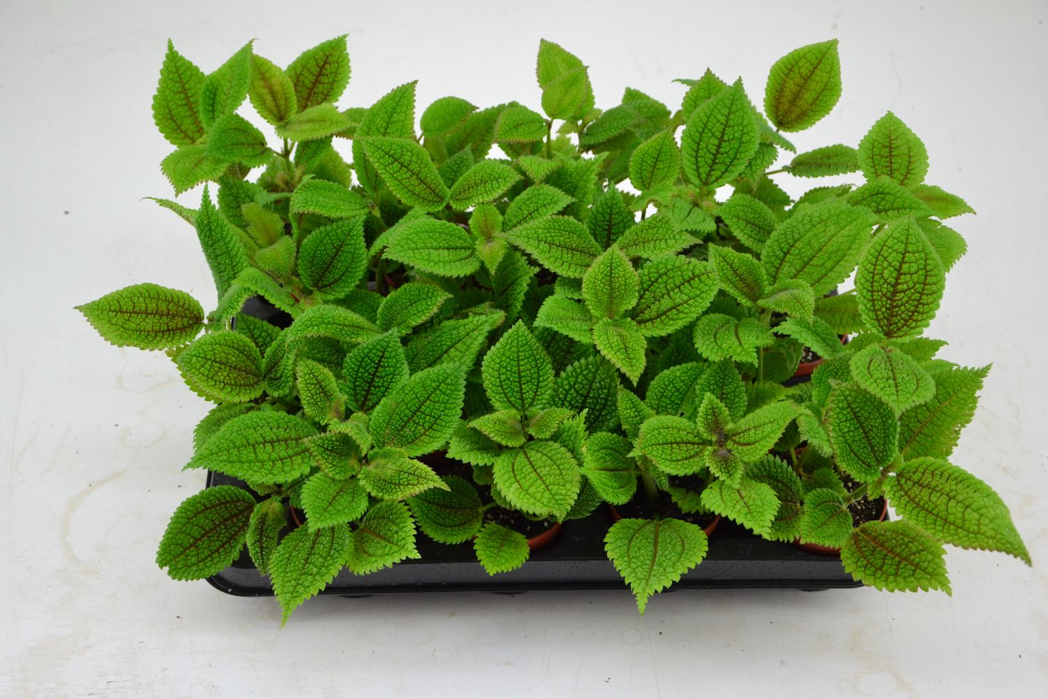 Pilea involucrata 'Moon Valley' — Plant Wholesale FlorAccess