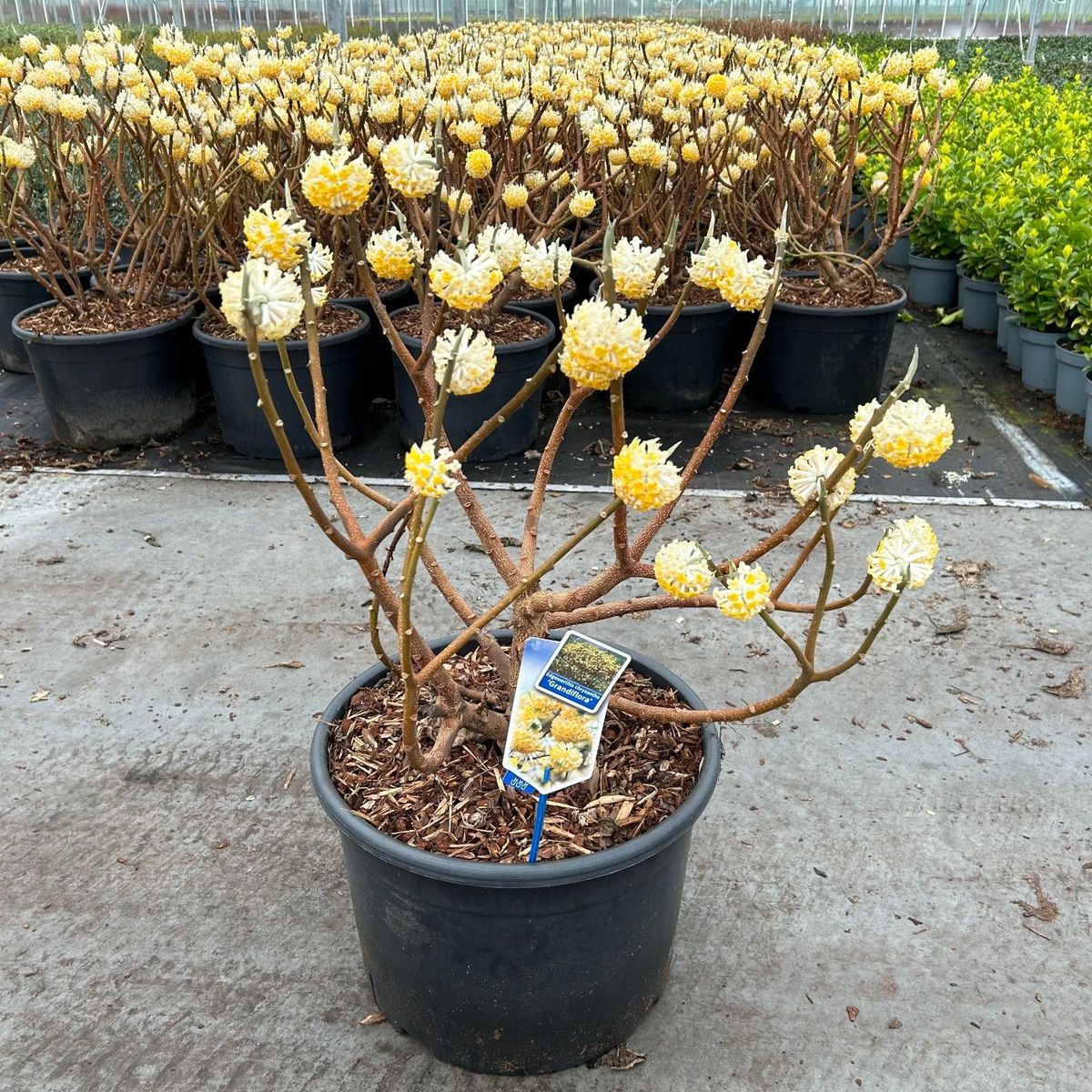 Edgeworthia chrysantha 'Grandiflora' — Рослини оптом FlorAccess