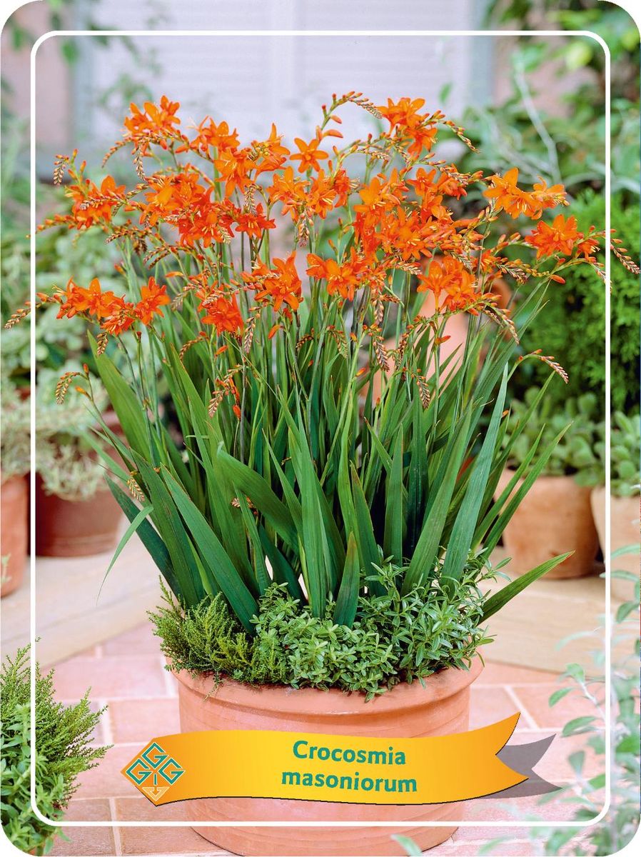 Crocosmia masoniorum