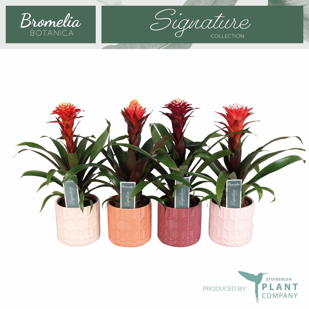 Guzmania FORTUNA MIX — Plant Wholesale FlorAccess